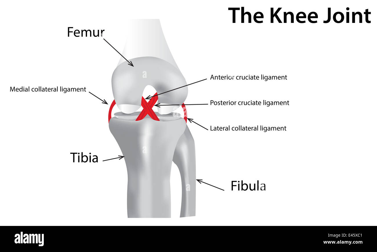 The Knee Joint Stock Photo - Alamy