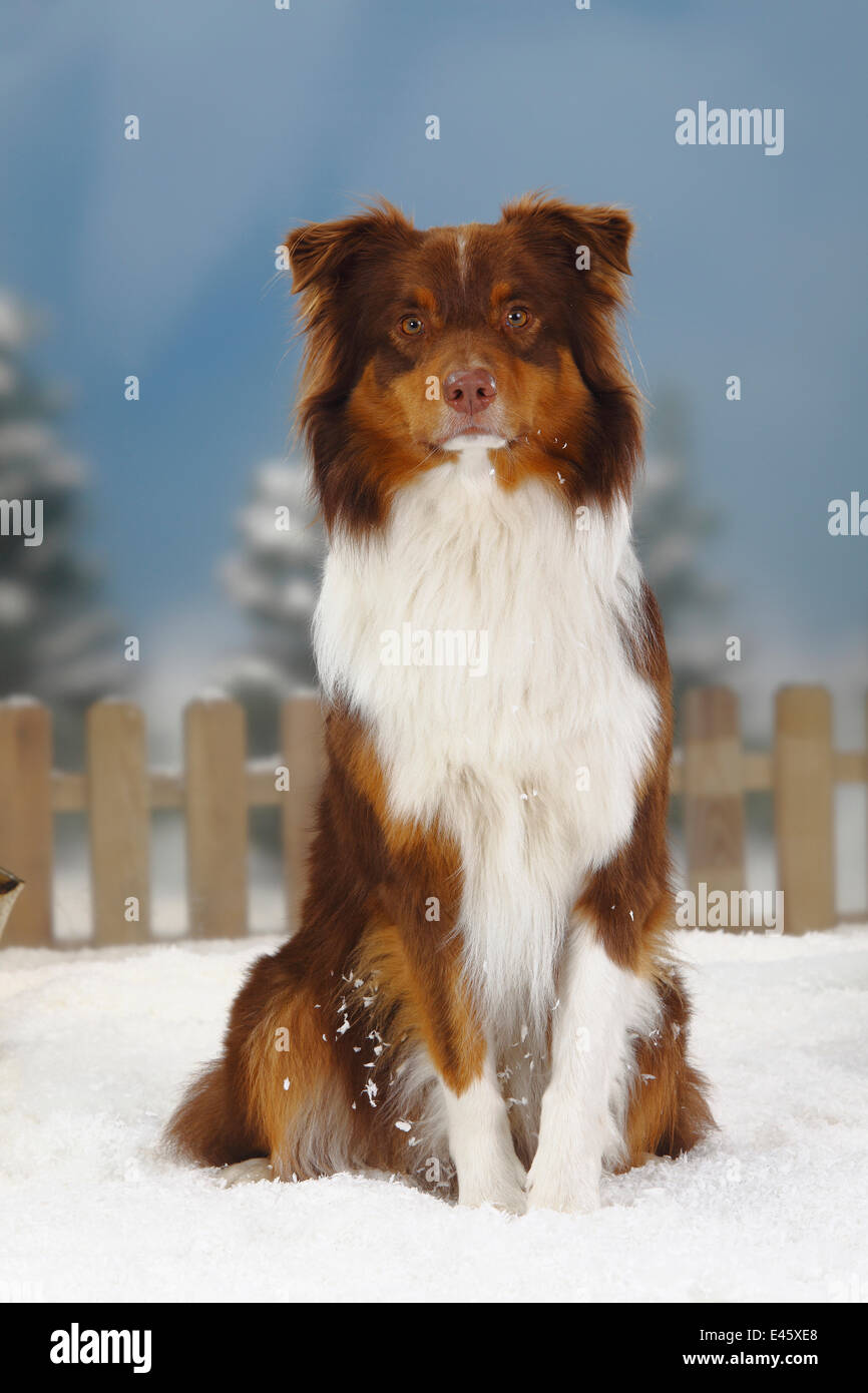 Aoire Australian Red Tri Red Tri Australian Shepherd Puppy Stock Photo