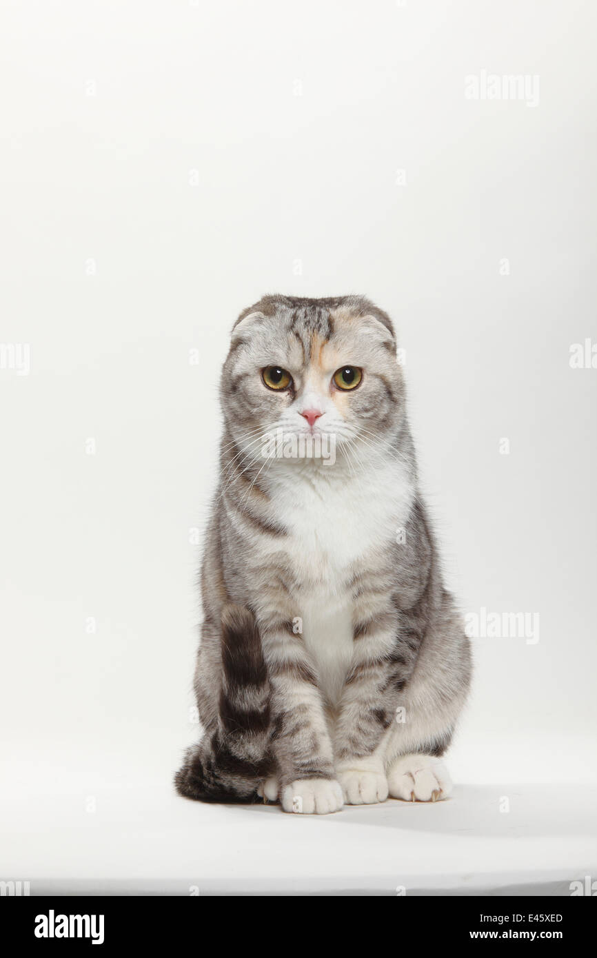Scottish Fold cat, tabby coated, sitting Stock Photo - Alamy