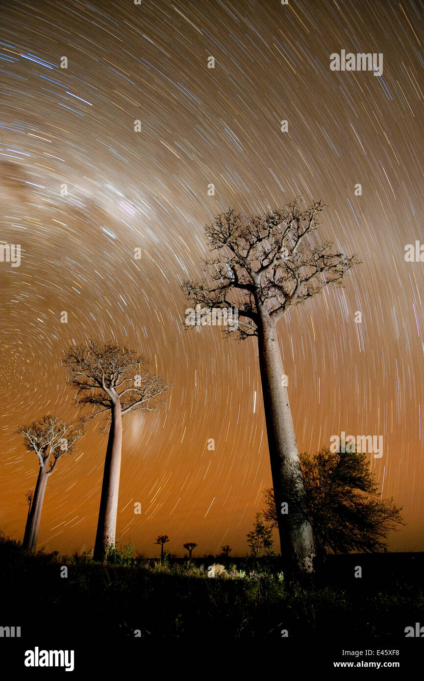 Baobab trees night sky stars hi-res stock photography and images - Alamy