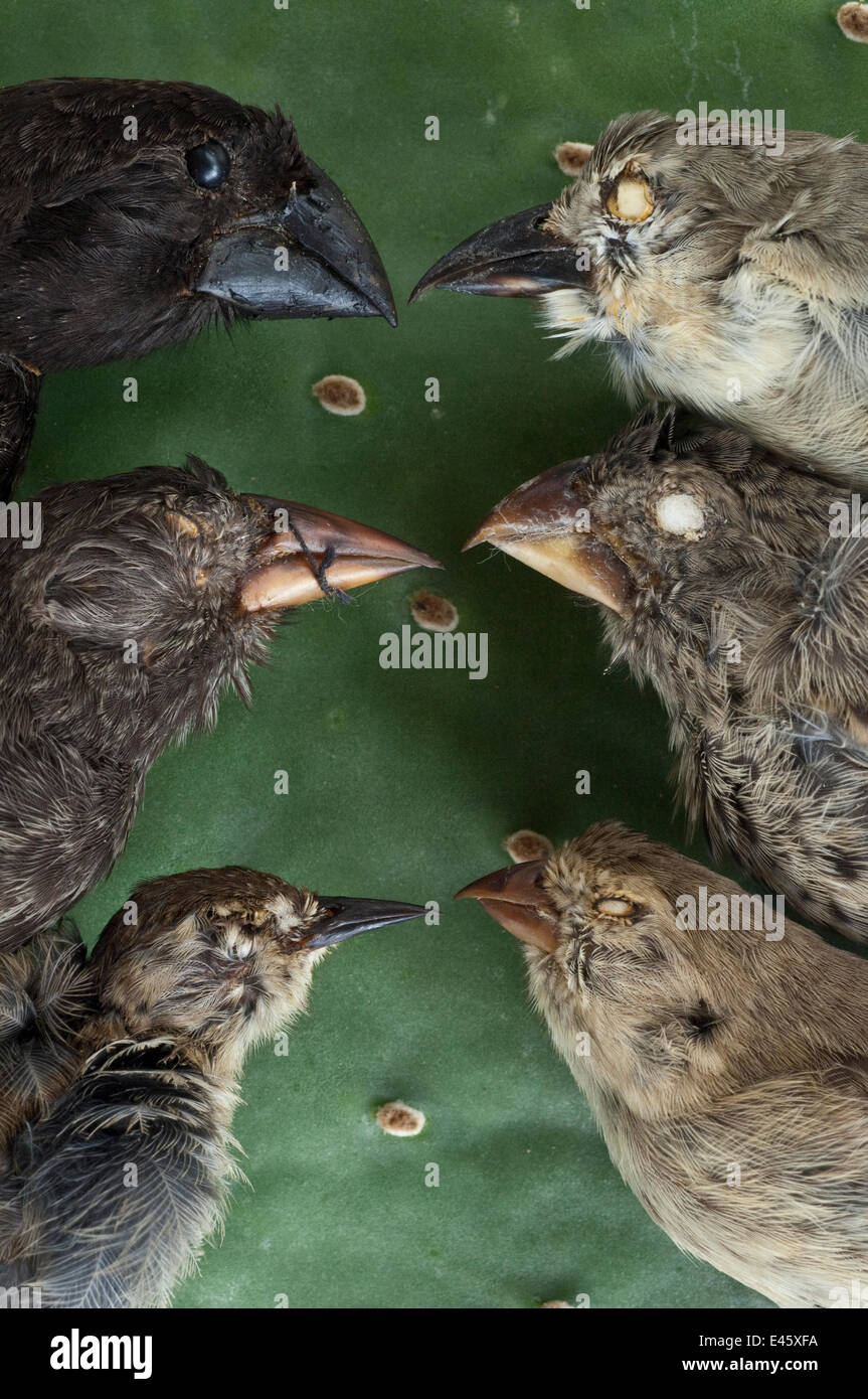 Finch specimens at the Charles Darwin Research Station, Puerto Ayora ...