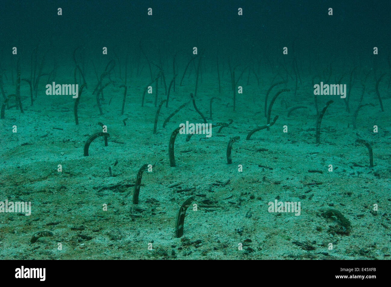 Galapagos garden eels (Heteroconger / Taenioconger klausewitzi) on ...