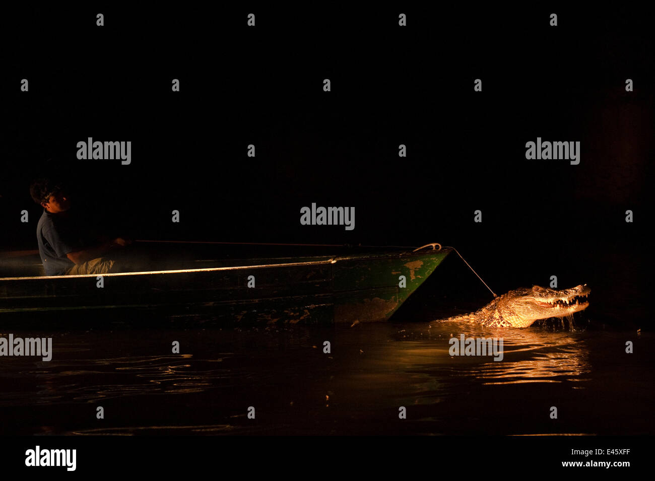 Black caimans melanosuchus niger hi-res stock photography and images ...