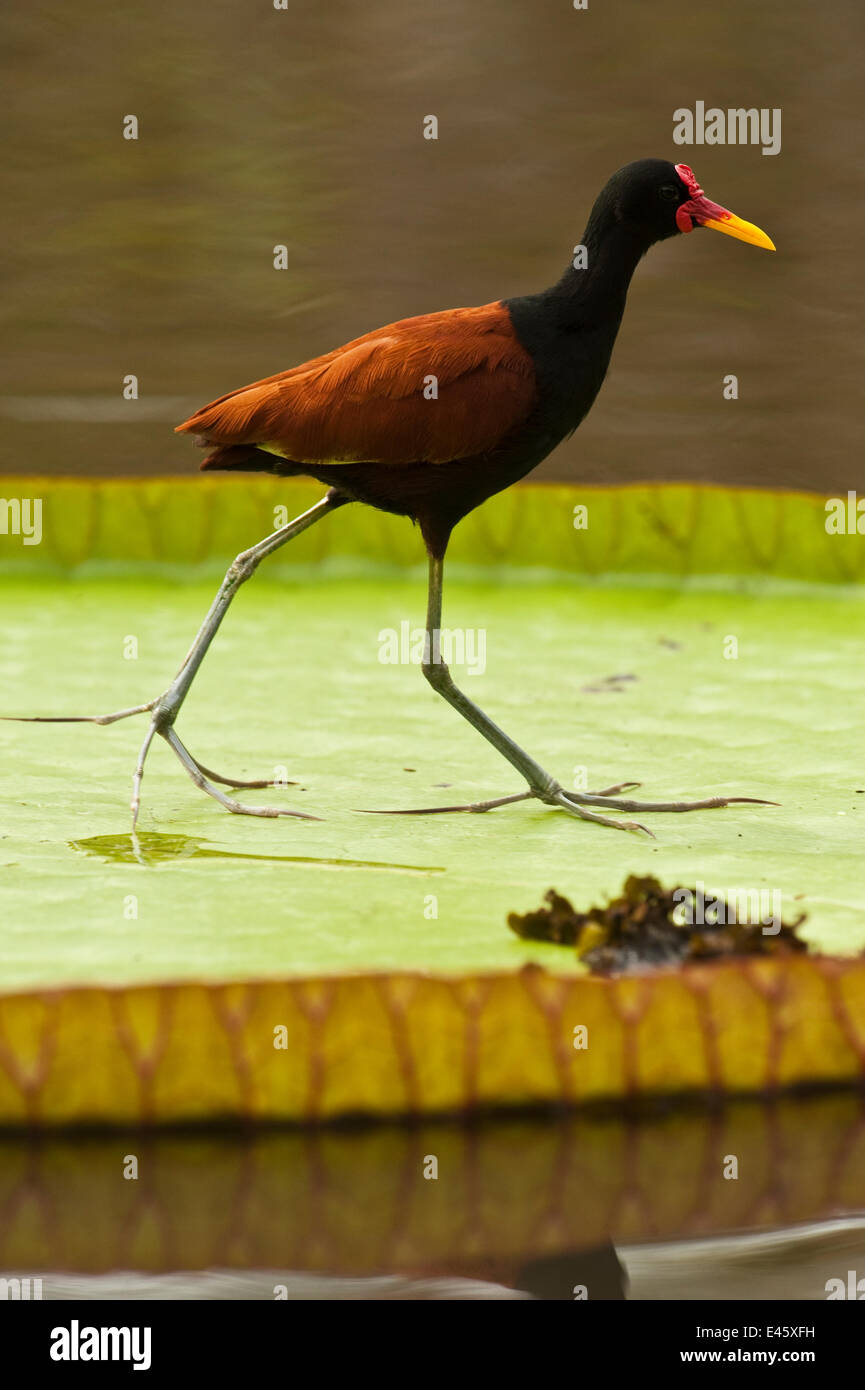 Wattled jacana (Jacana jacana) walking on leaf of Royal water lily ...