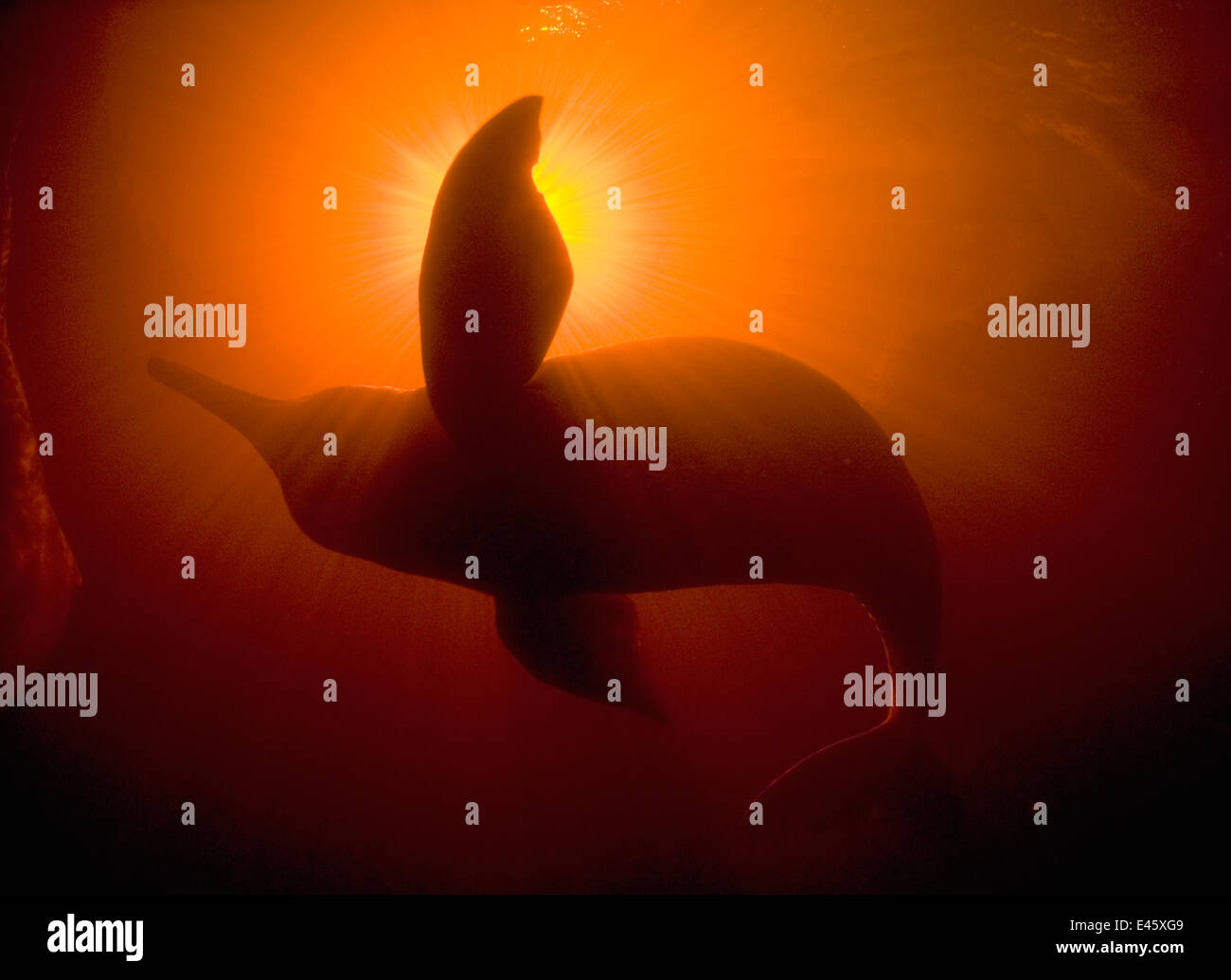 Amazon River Dolphin High Resolution Stock Photography and Images - Alamy