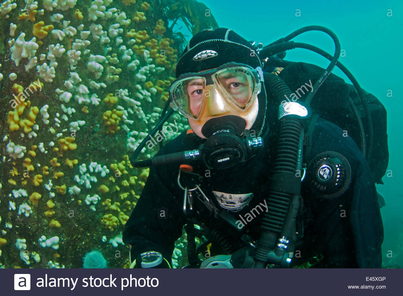Dive St Abbs Stock Photos & Dive St Abbs Stock Images - Alamy