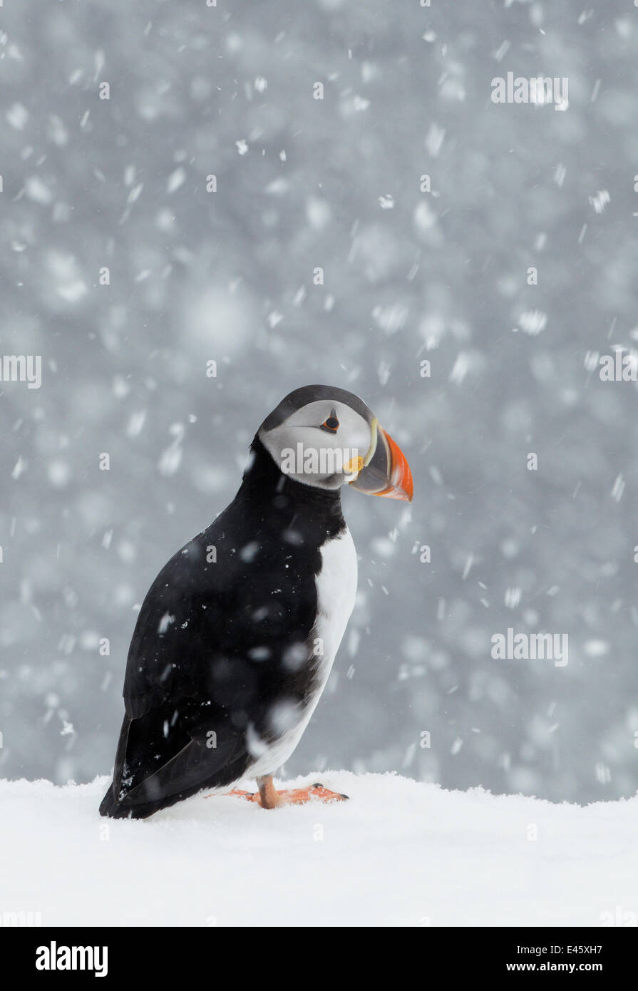 Atlantic Puffin Winter Stock Photos & Atlantic Puffin Winter Stock ...