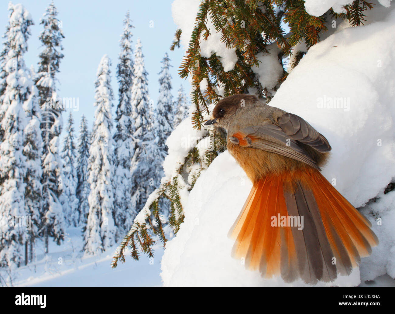 Siberian Jay Perisoreus Infaustus Kuusamo High Resolution Stock ...