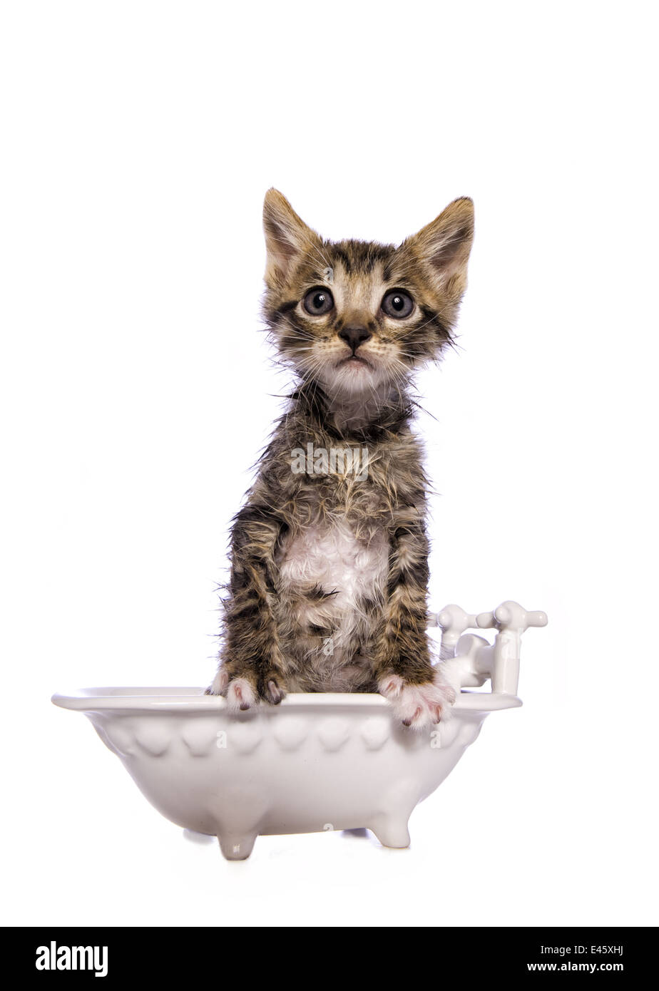 Wet cat after taking a bath in small white bathtub isolated on white ...