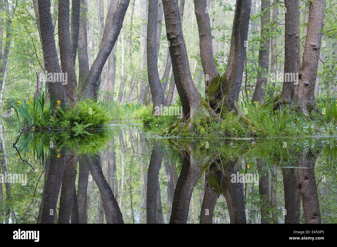 Alder alnus sp hi-res stock photography and images - Alamy