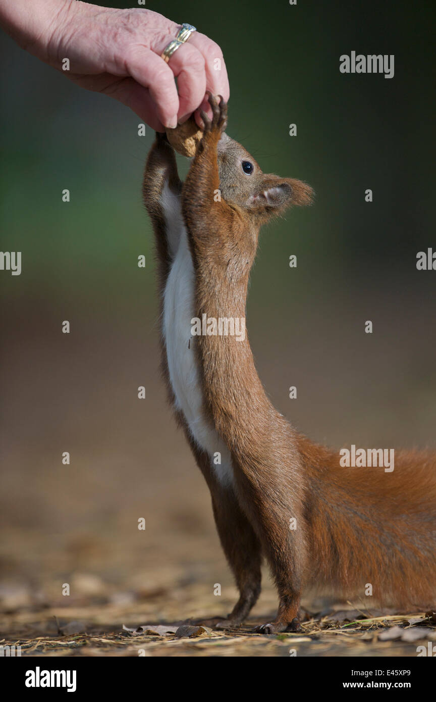 Red squirrel (Sciurus vulgaris) reaching up to take walnut from hand ...