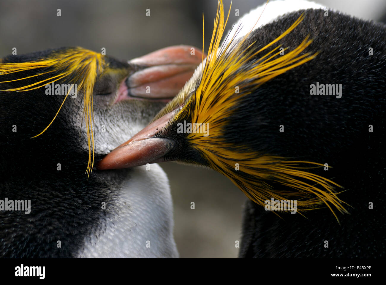 Royal Penguin (Eudyptes schlegeli) mutual preening, Macquarie Island ...