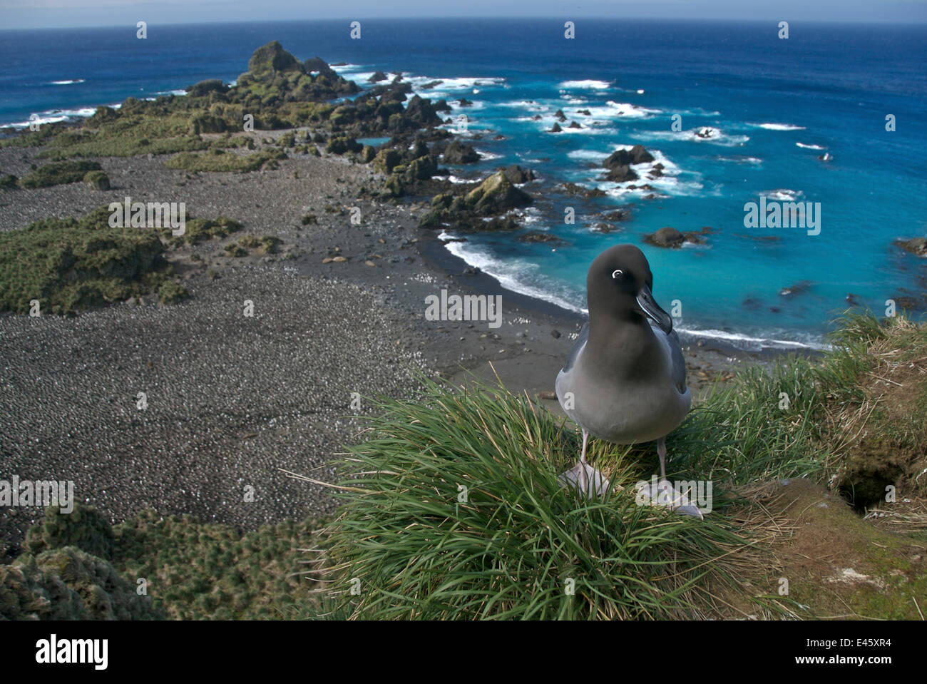 Sooty albatrosses hi-res stock photography and images - Alamy