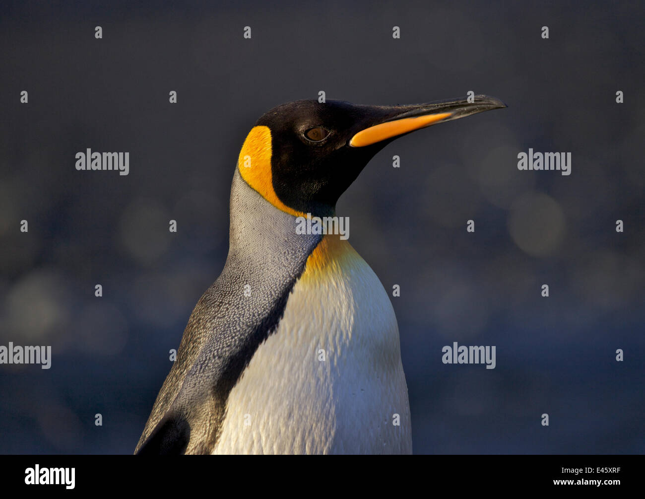 Penguin side profile hi-res stock photography and images - Alamy