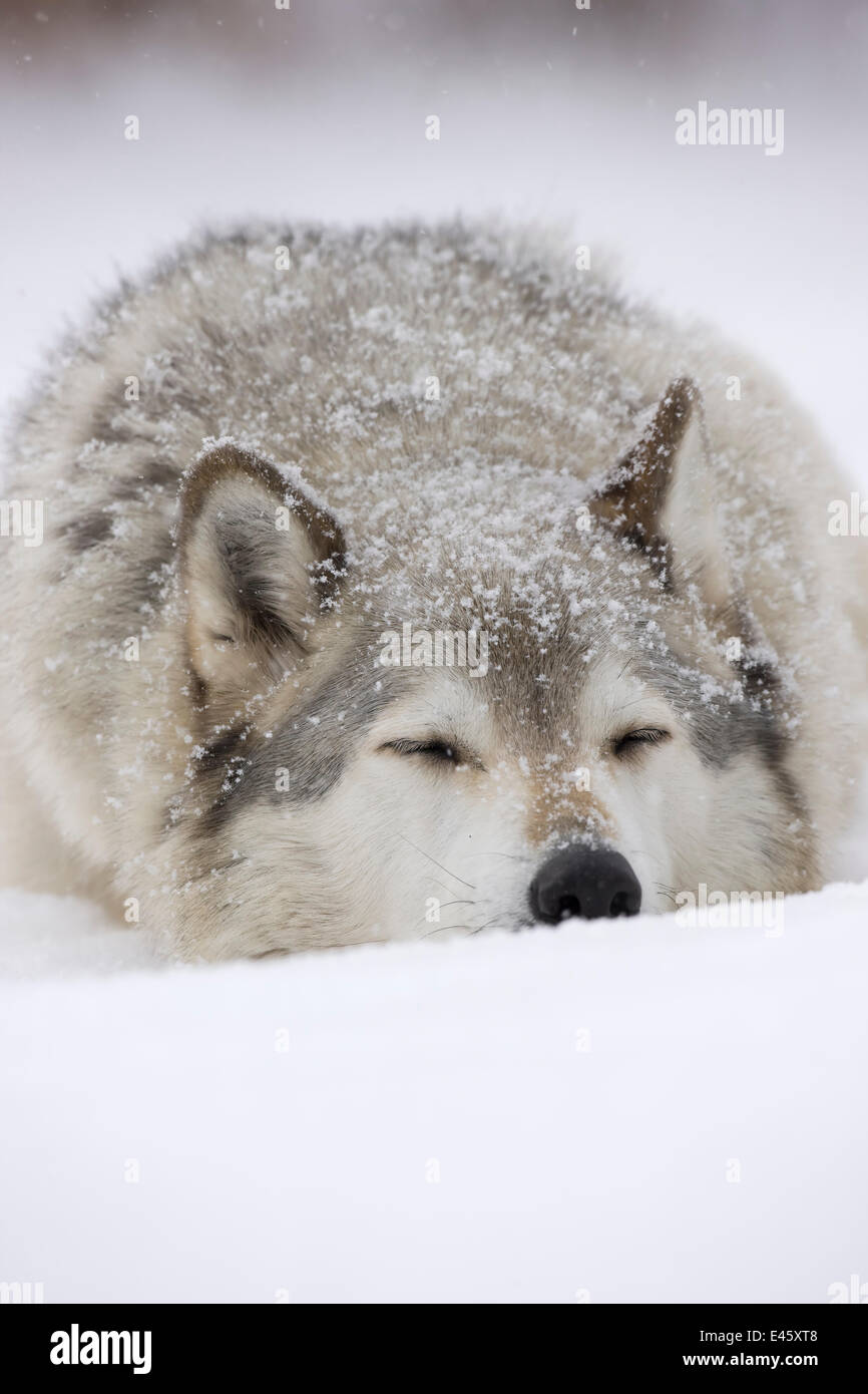 Sleepy Wolf High Resolution Stock Photography and Images - Alamy