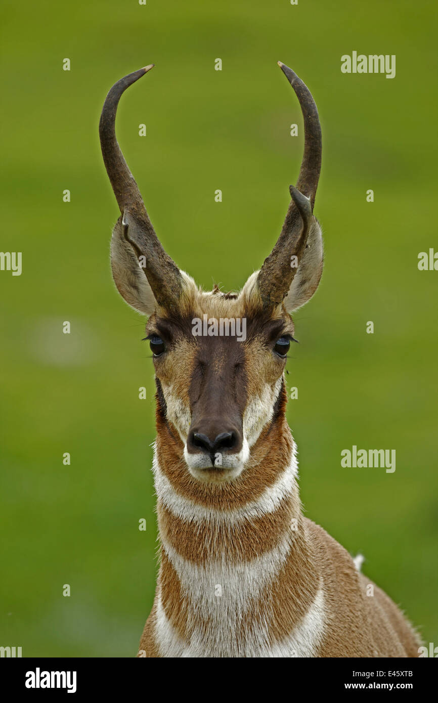 Pronghorn antelope antilocapra americana head hi-res stock photography ...