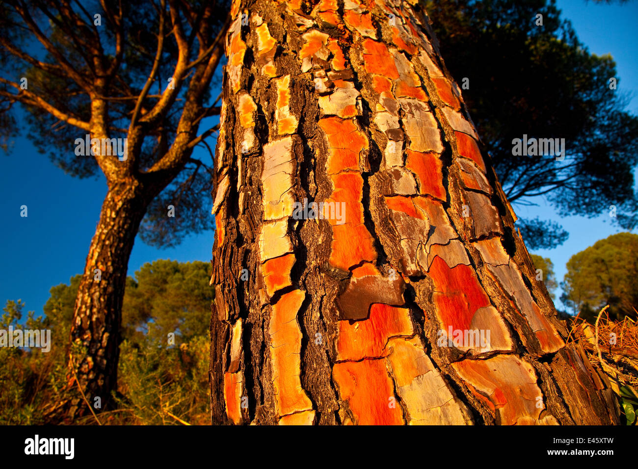 Pinus pinea tree hi-res stock photography and images - Alamy