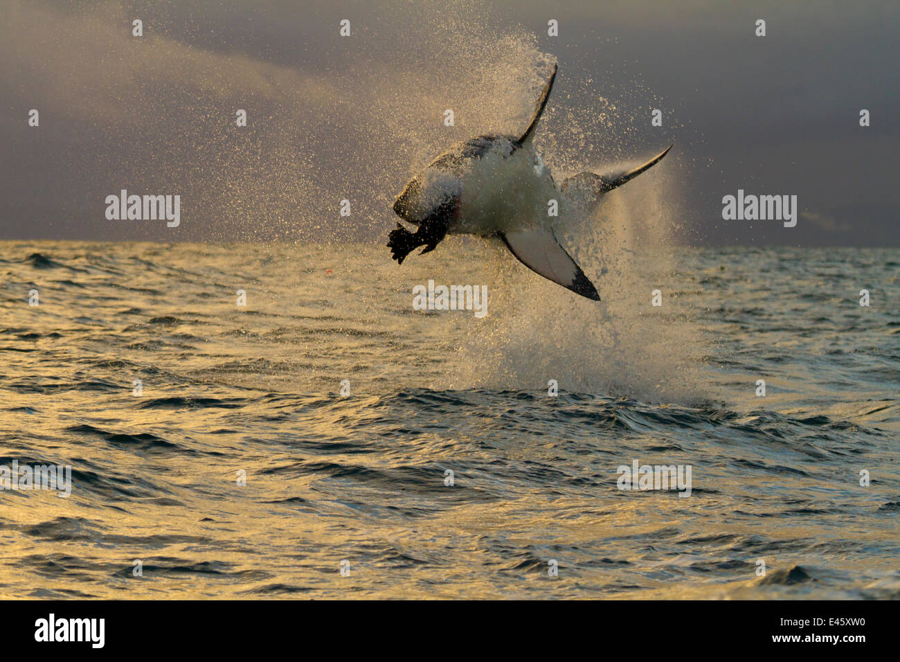 Shark leaping hi-res stock photography and images - Alamy