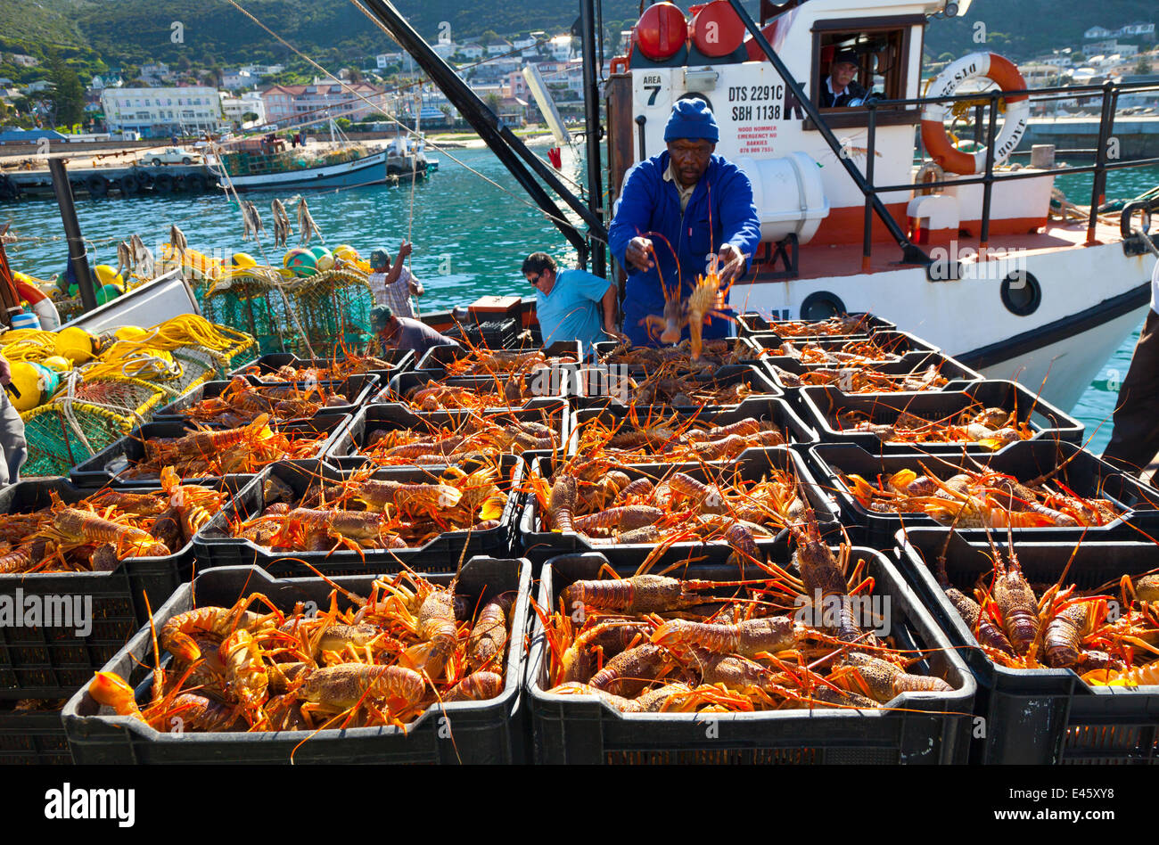 Catch of lobsters being unloaded in the fishing village of Kalk Bay ...