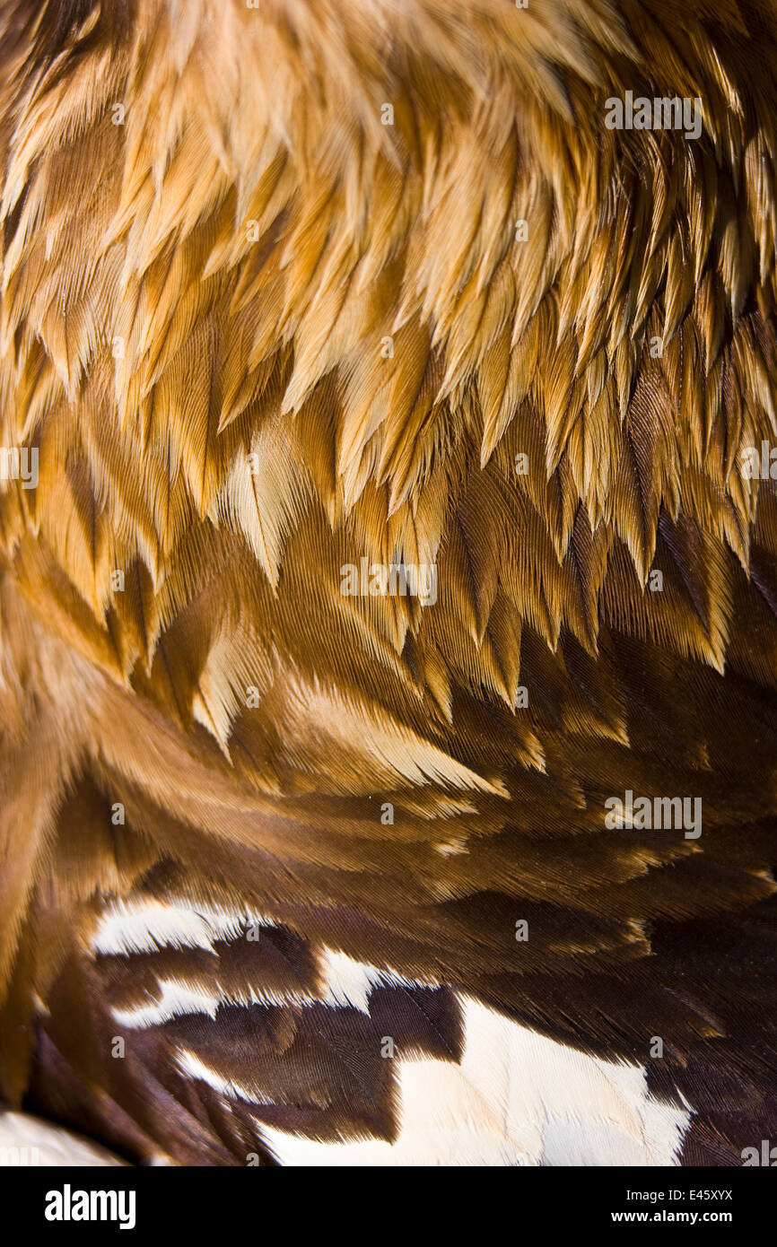 Eagle feathers High Resolution Stock Photography and Images - Alamy