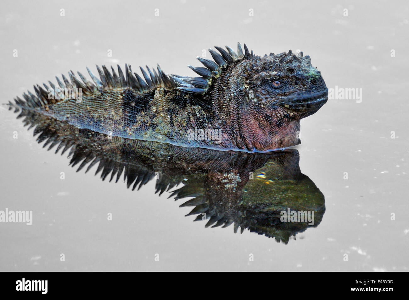Marine Iguana (Amblyrhynchus cristatus) in water. Punta Espinoza ...