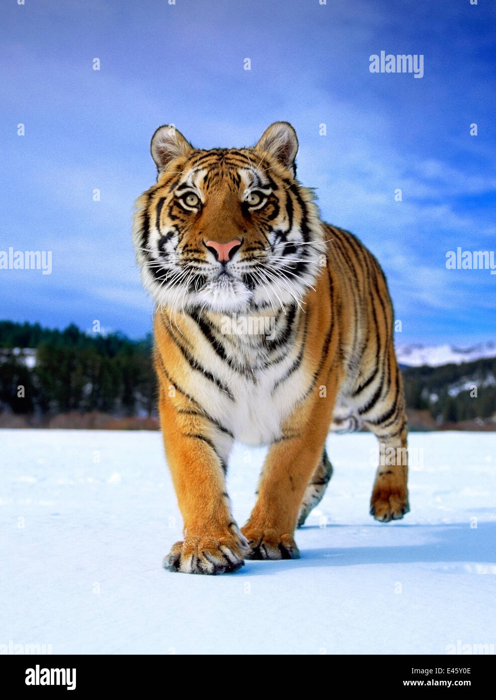 Siberian Tiger (Panthera tigris altaica) walking on snow. Captive. (non-ex Stock Photo - Alamy