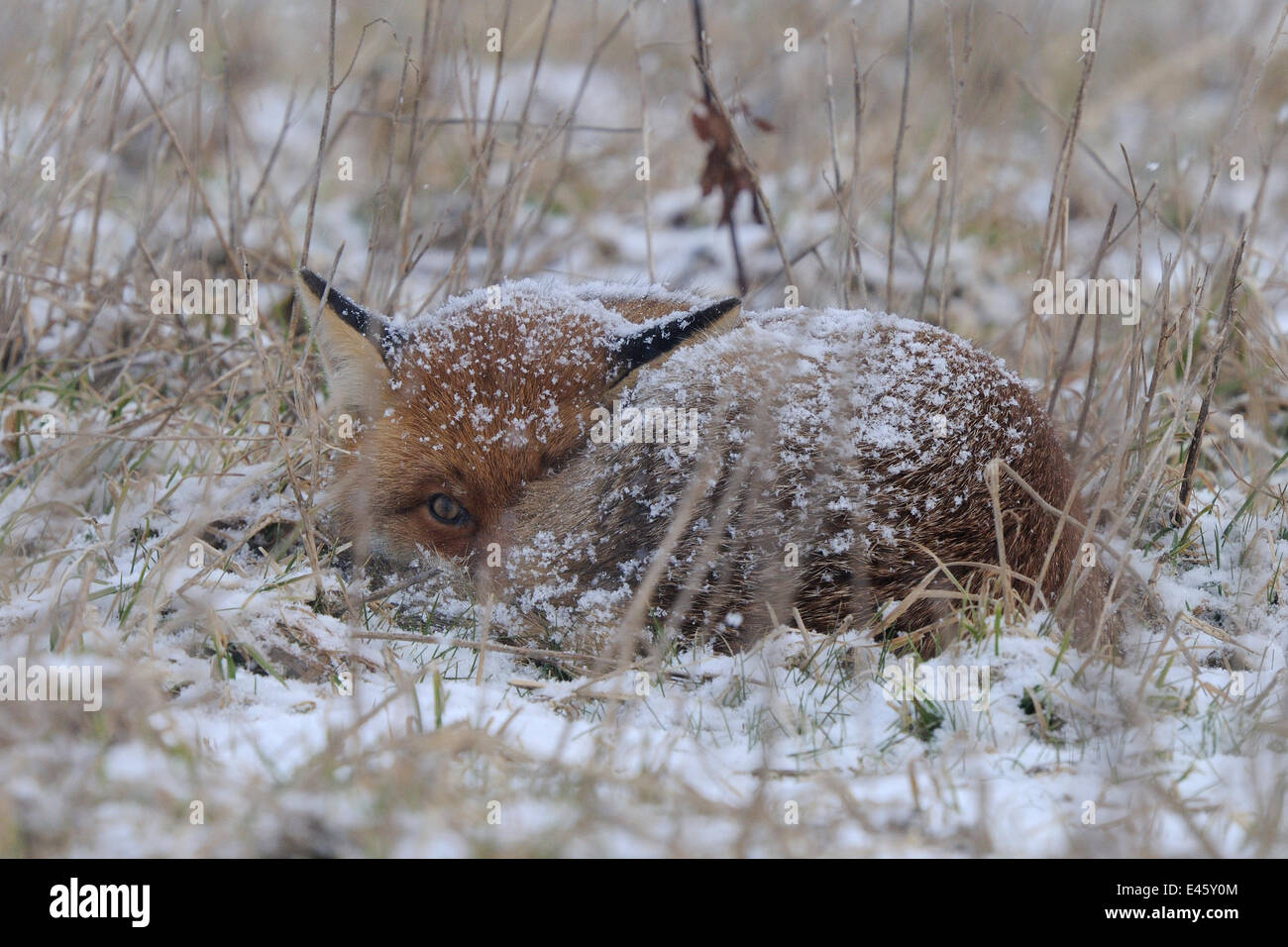 Curled up fox hi-res stock photography and images - Alamy