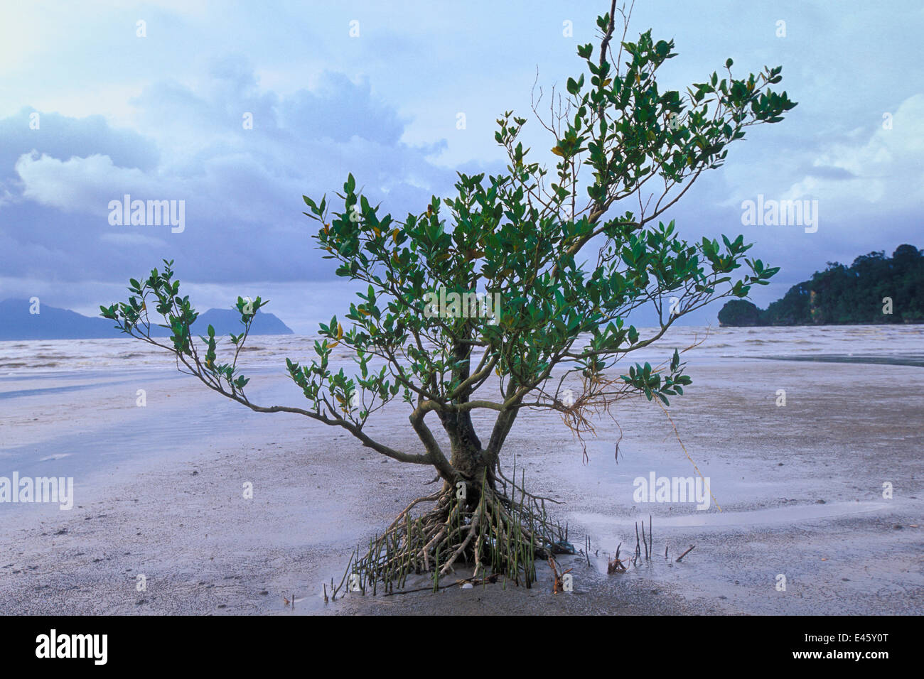 Mangrove tree (Rhizophora sp) with aerial roots exposed at low tide ...