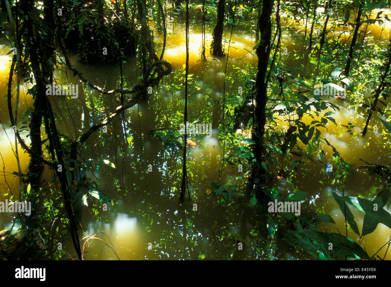Forest reserves of malaysia hi-res stock photography and images - Alamy