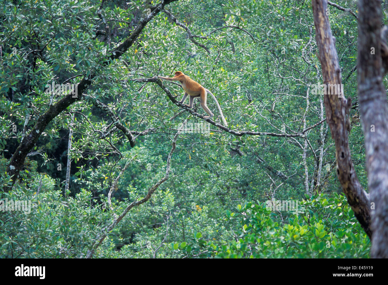 Proboscis monkey (Nasalis larvatus) moving through mangrove forest ...