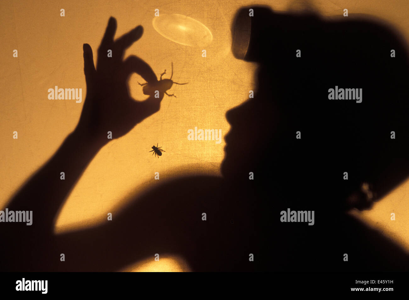 Shadow of woman examining sheet with insects attracted to light ...
