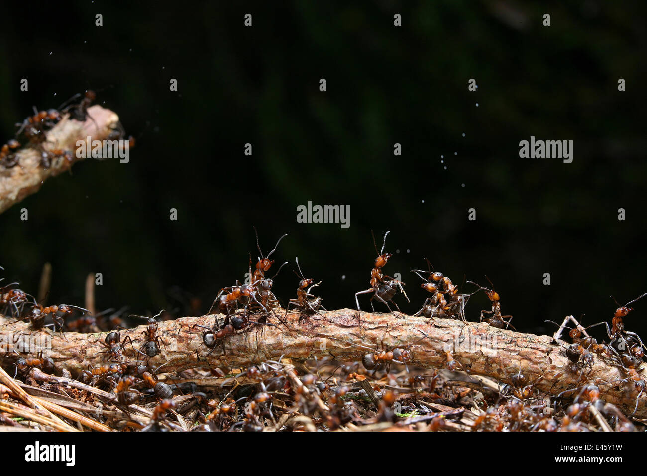 Formic acid hi-res stock photography and images - Alamy