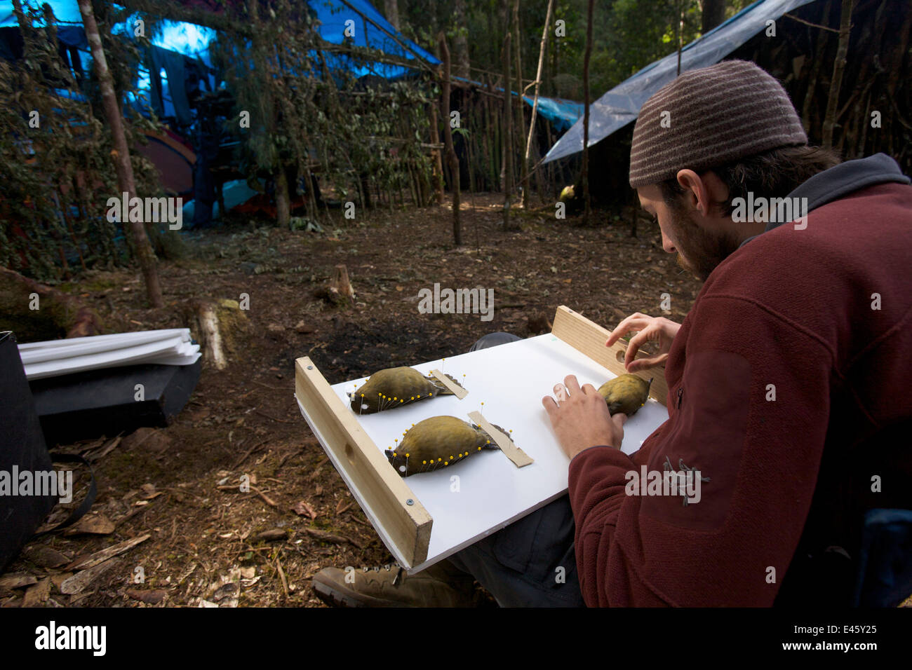Ornithologist Brett Benz prepares a Huon Macgregor's Gardener Bowerbird ...