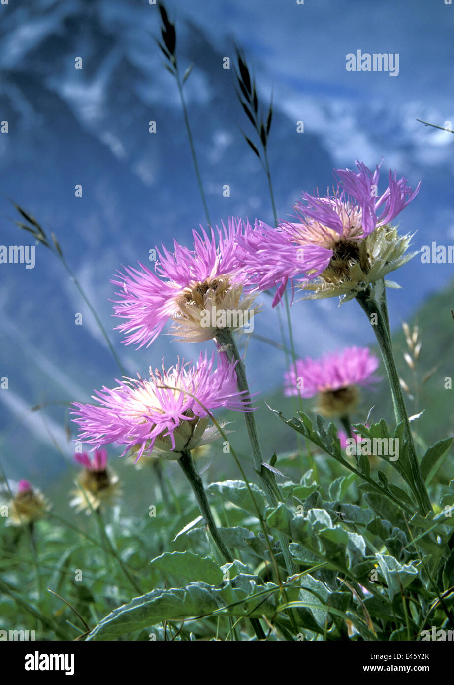 Alpine meadows with Caucasian scabious (Scabiosa caucasica) in Bezengi ...