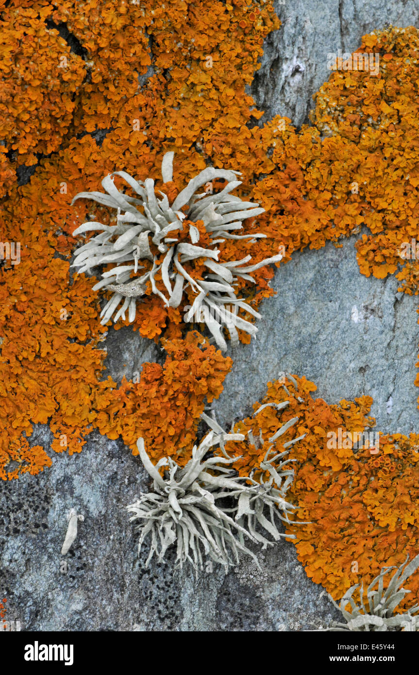 Orange coloured Seashore Lichens (Xanthoria parietina) and Sea Ivory ...