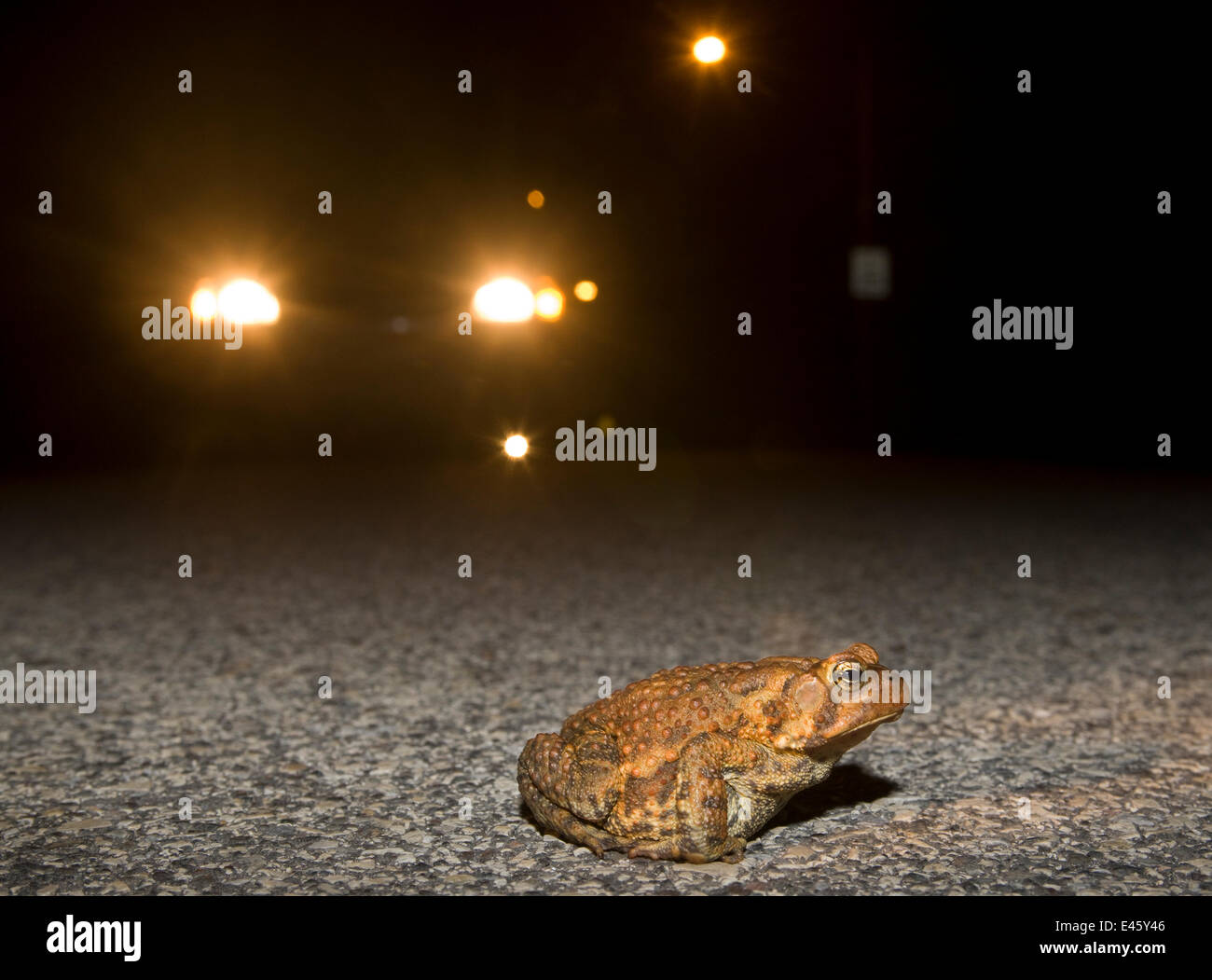 Toad road hi-res stock photography and images - Alamy