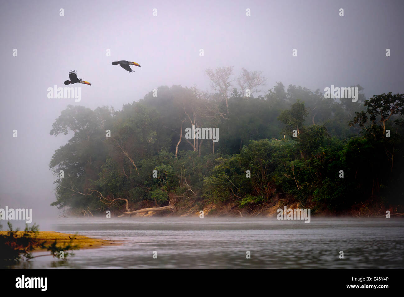 A pair of Toco Toucans (Ramphastos toco) flying across the Piquiri ...