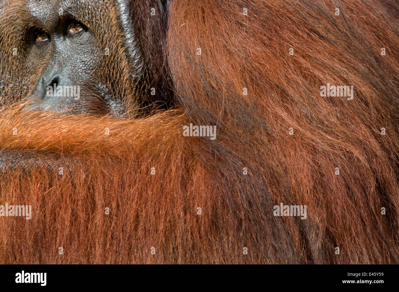 Orang utan (Pongo pygmaeus) head portrait of dominant male called ...