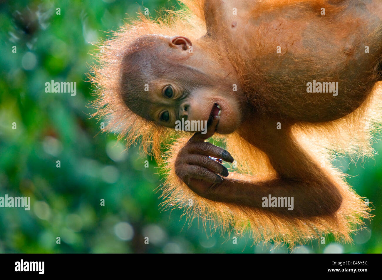 Orang utan (Pongo pygmaeus) baby hanging from trees, and chewing on ...