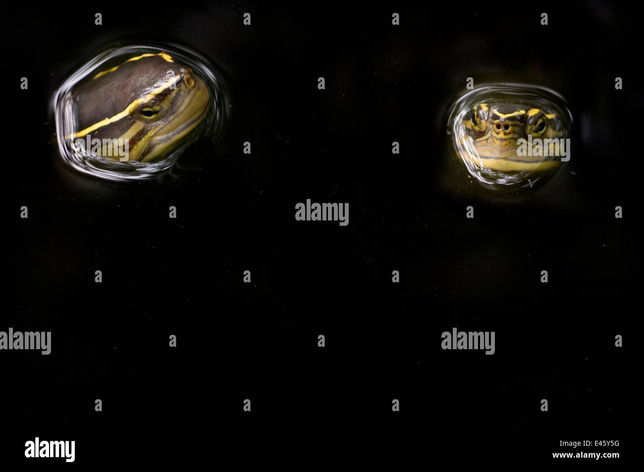 Two Malaysian box turtles (Cuora amboinensis) with heads above water ...