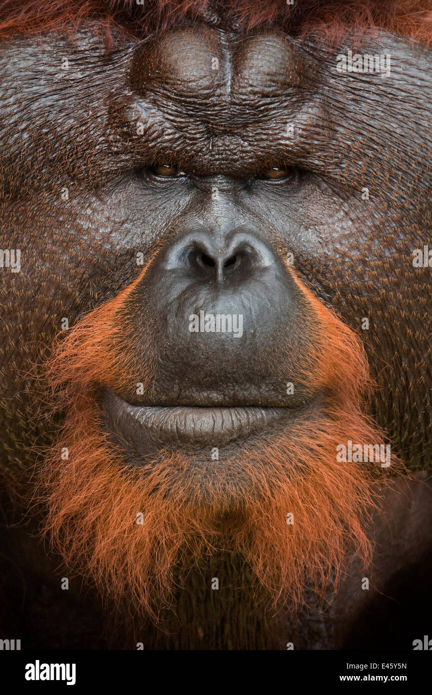 Orang utan (Pongo pygmaeus) head portrait of dominant male called Aman ...
