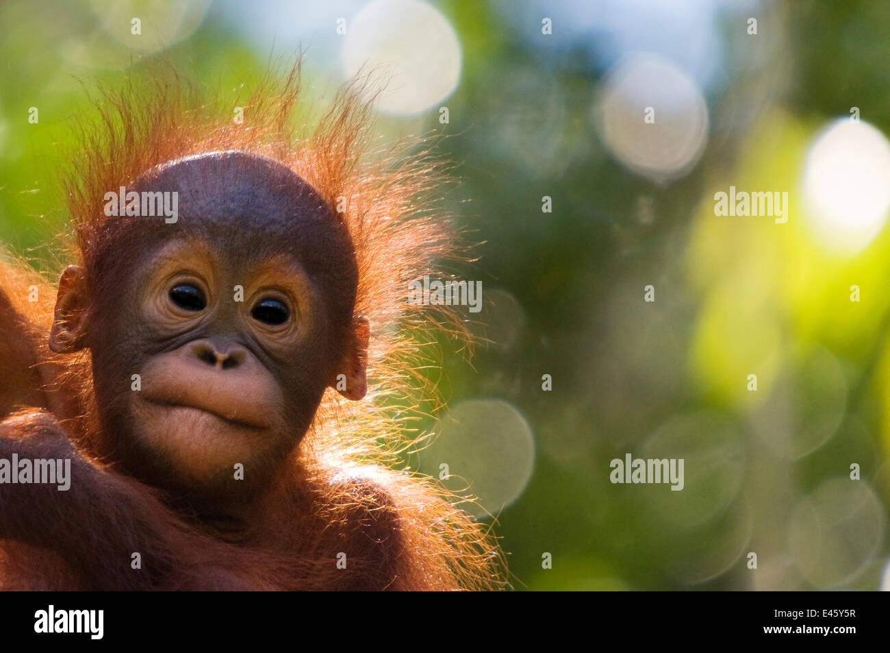 Orang utan baby (Pongo pygmaeus) head portrait of baby, Semengoh Nature ...