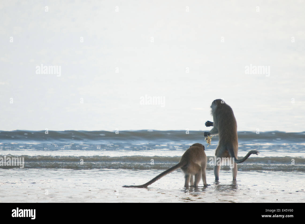 Two Long-tailed / Crab-eating macaques (Macaca fascicularis) foraging ...