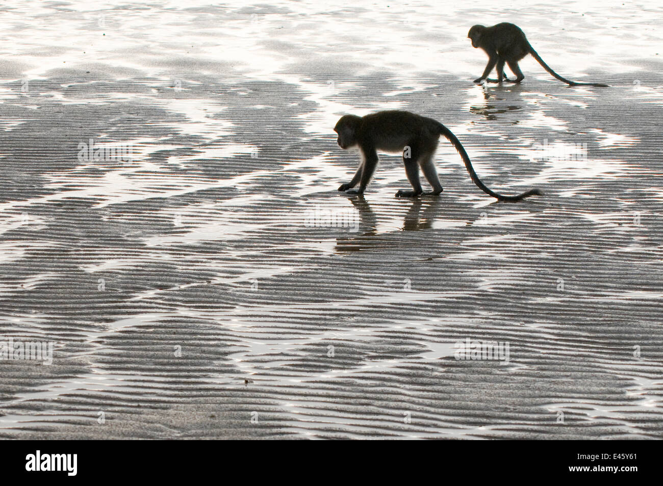 Two Long-tailed / Crab-eating macaques (Macaca fascicularis) foraging ...