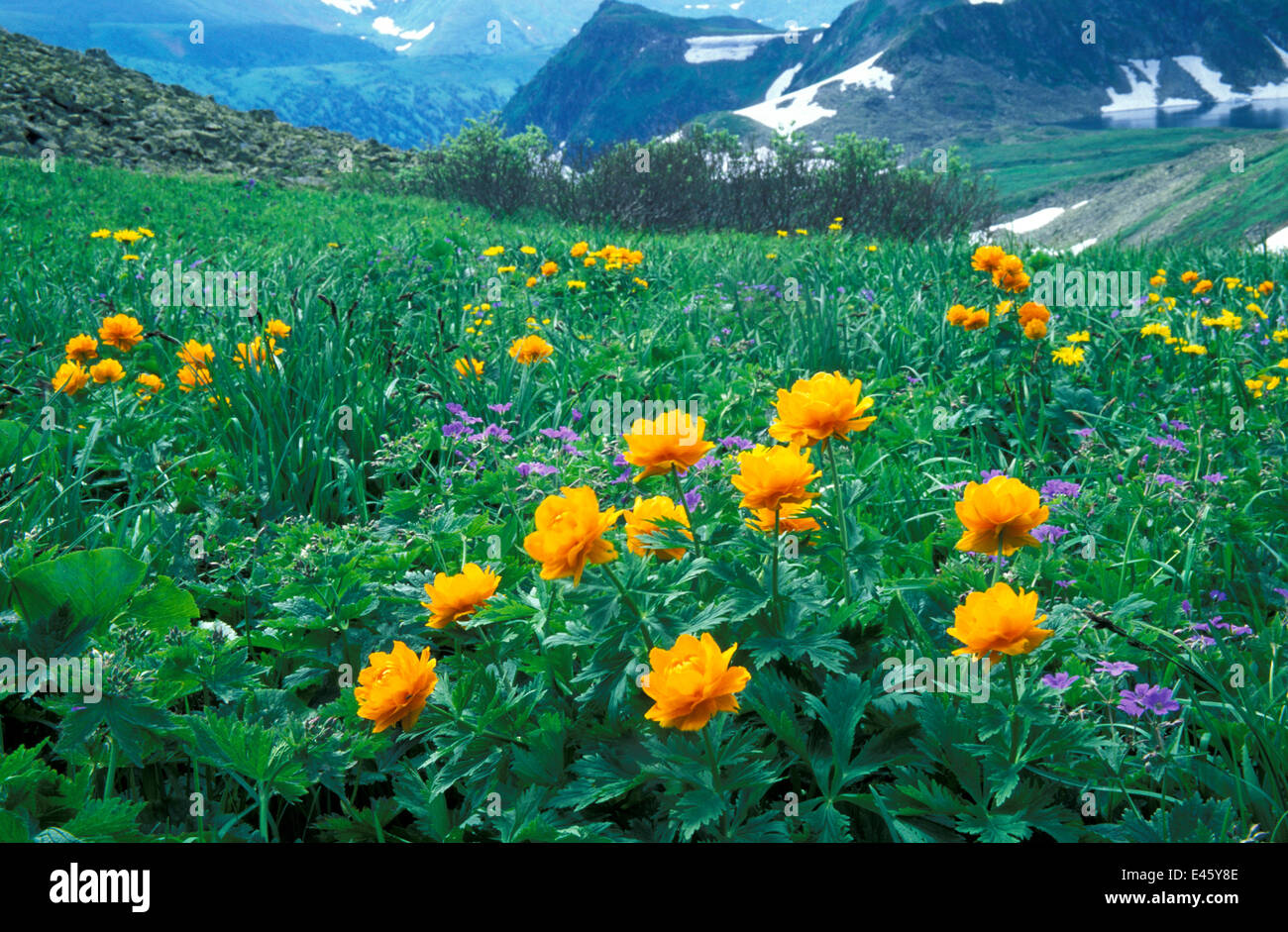 Asian globeflower (Trollius asiaticus) flowering in subalpine meadows ...