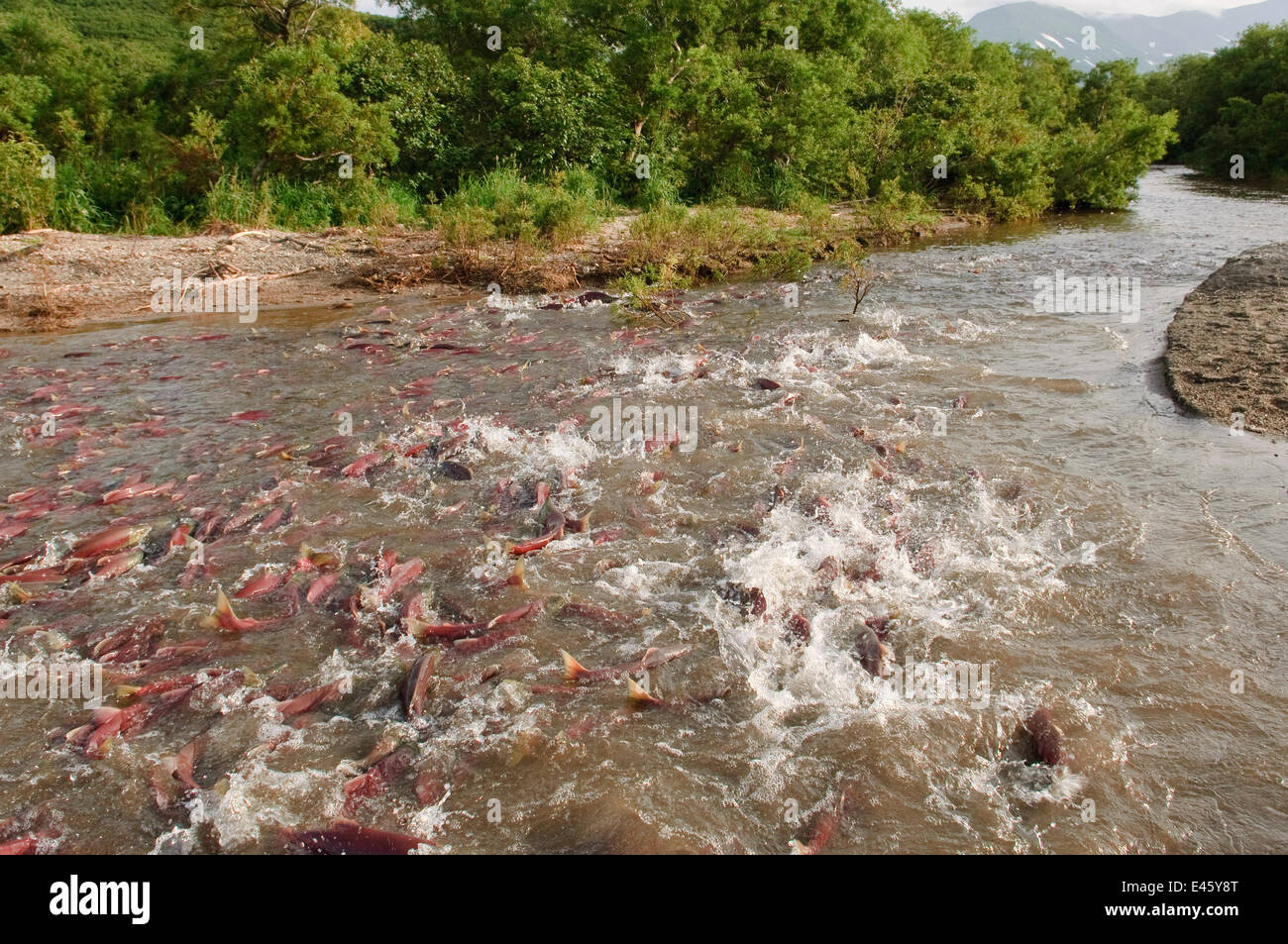 Sockeye salmon (Oncorhynchus nerka) adult fish migrating up river to ...