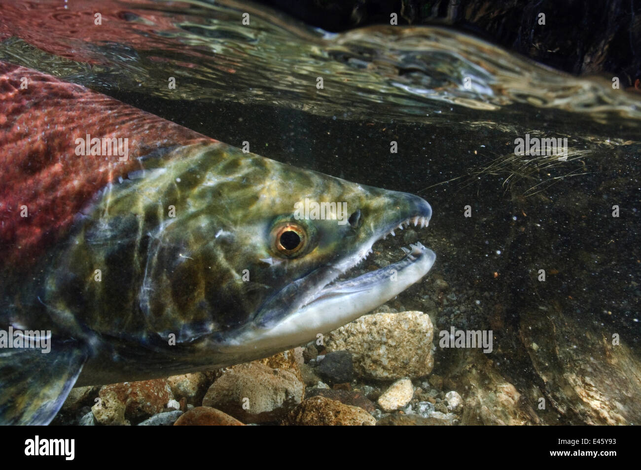 Sockeye Salmon (Salmonidae) spawning in Lake Kuril, Kamchatka, Far East ...