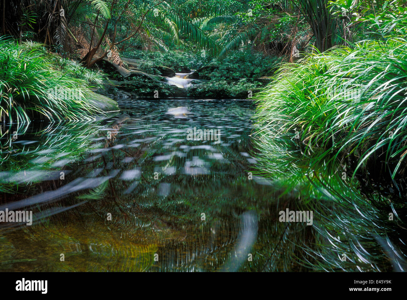 Stream running through rainforest, Bako NP, Borneo, Sarawak, Malaysia ...