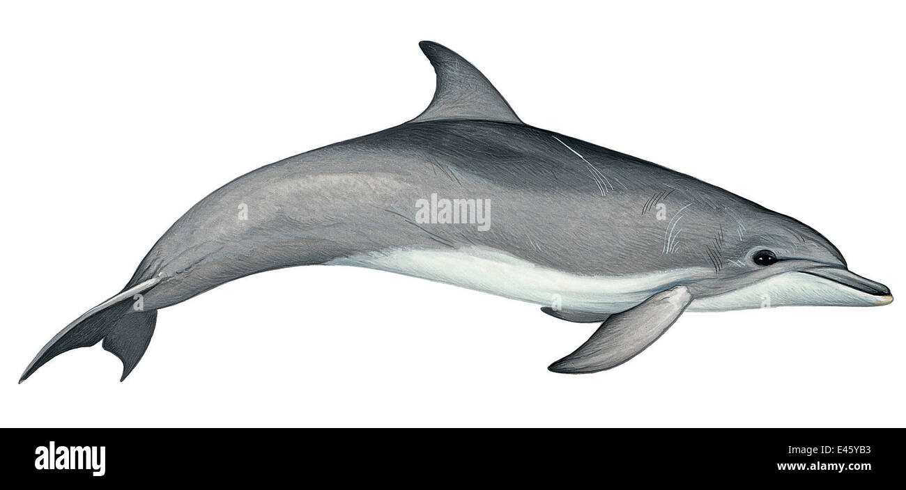 Illustration of Indo-Pacific bottlenose / Bottle-nosed dolphin ...