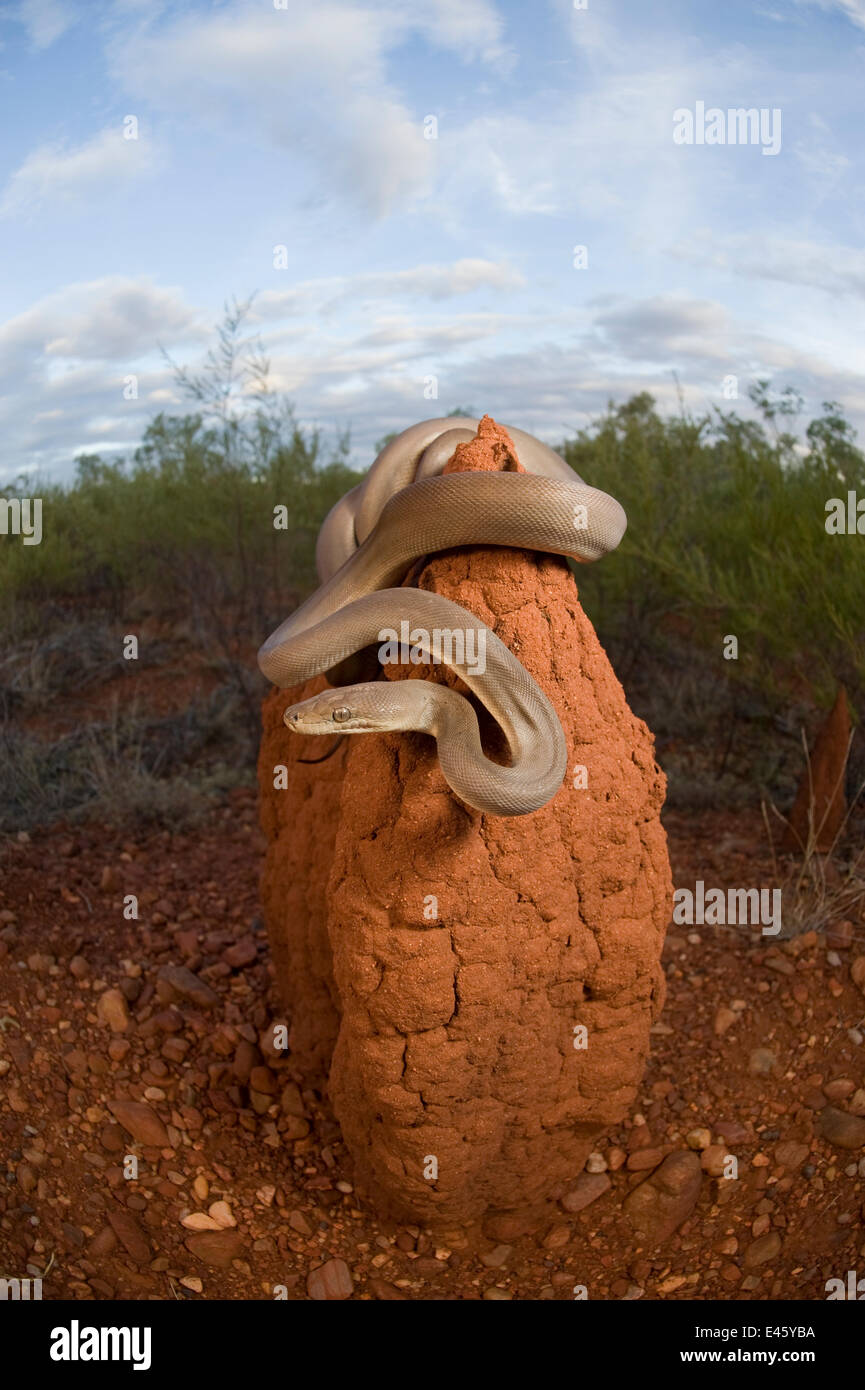 Olive python (Liasis olivaceus) perched on top of a termite mound. Many ...